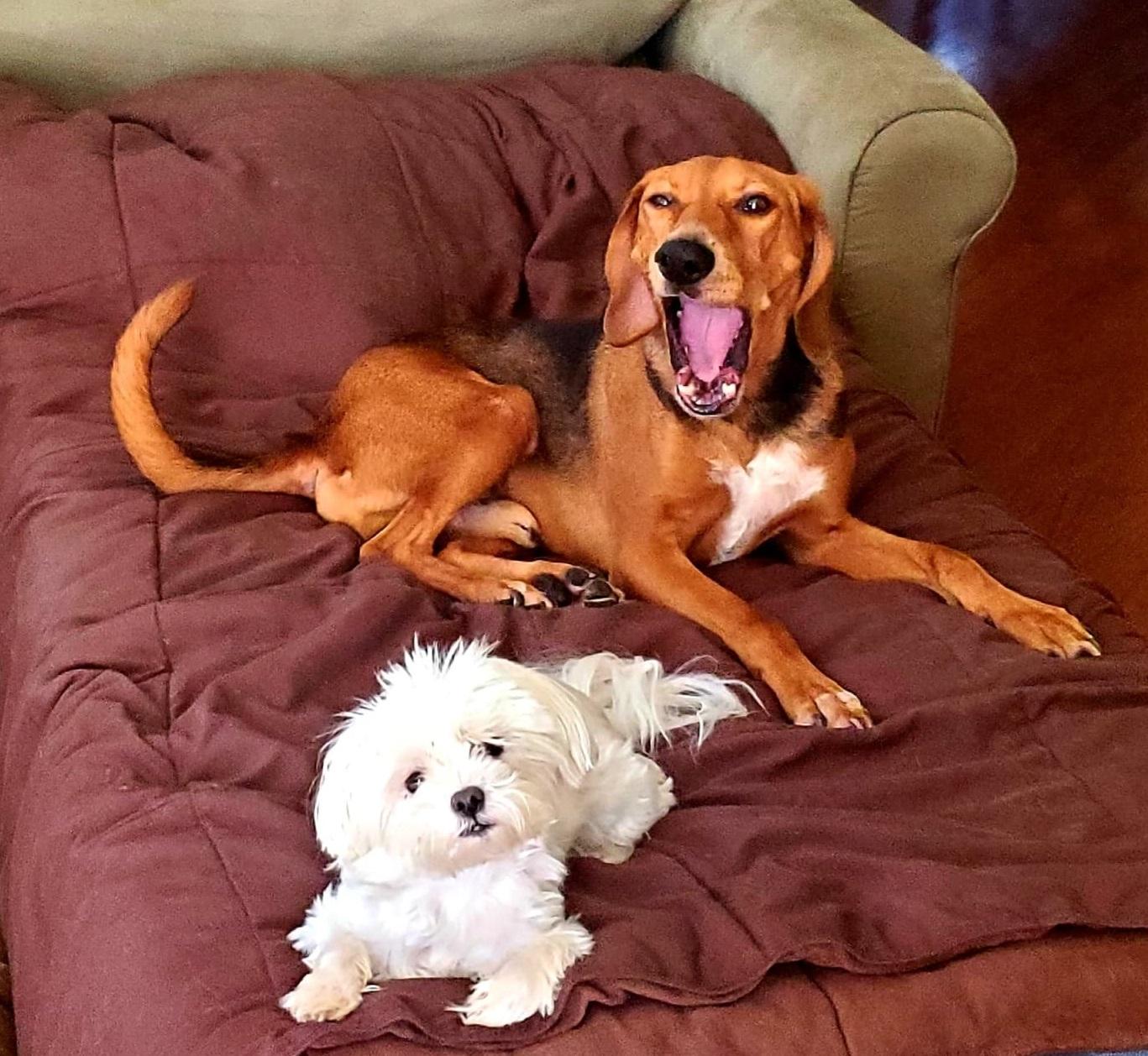 Sponsorships – CrisisDogsNC