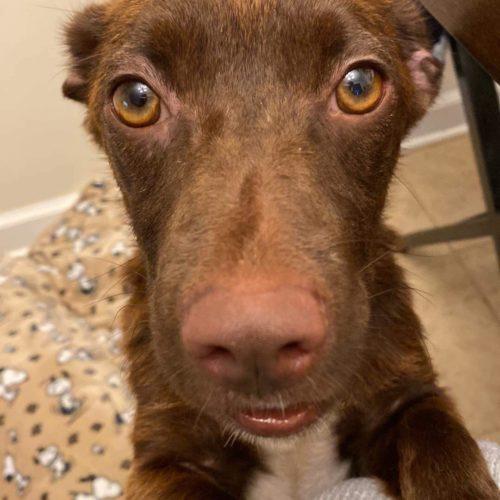 Hospice Dogs – CrisisDogsNC