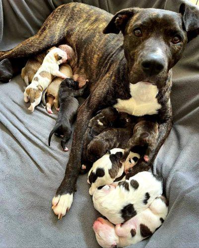 So You Want To Adopt? – CrisisDogsNC