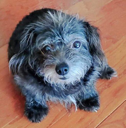 Adoption Process – CrisisDogsNC