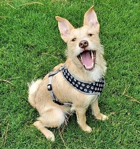 Adoption Process – CrisisDogsNC