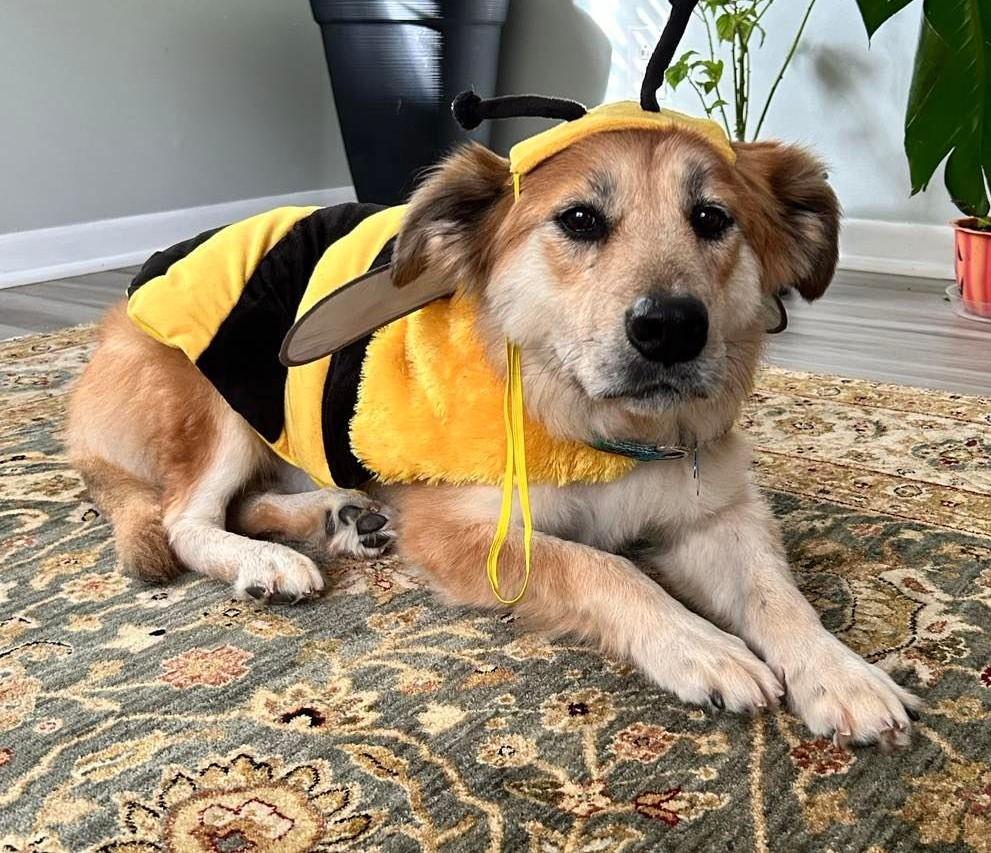 Sasha - CrisisDogsNC