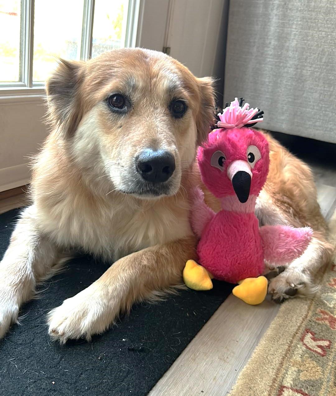 Sasha - CrisisDogsNC