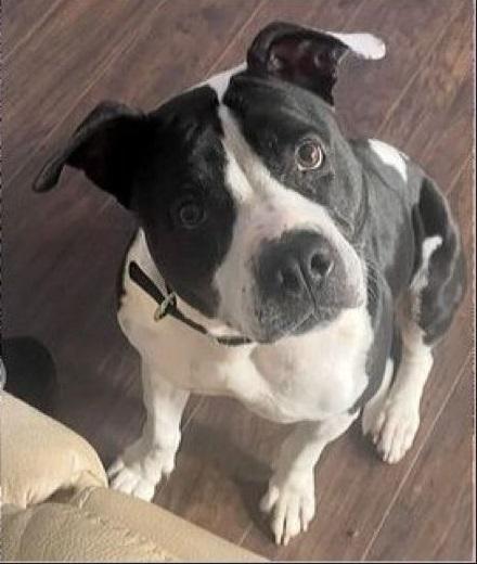 Bella - CrisisDogsNC