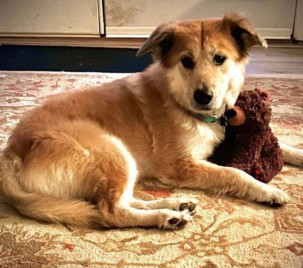 Sasha - CrisisDogsNC