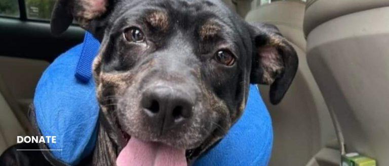 CrisisDogsNC – Good Dogs Deserve Good People