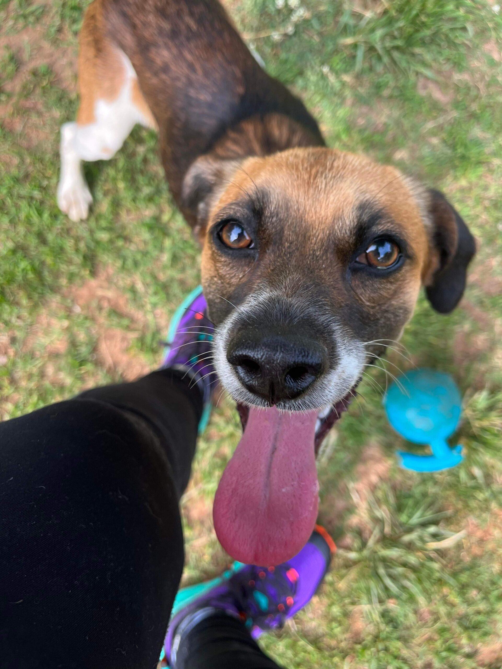 Cocoa - CrisisDogsNC