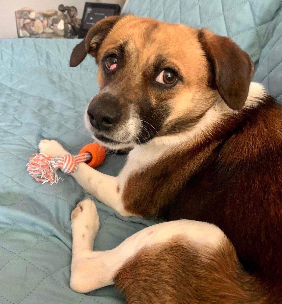 Cocoa - CrisisDogsNC