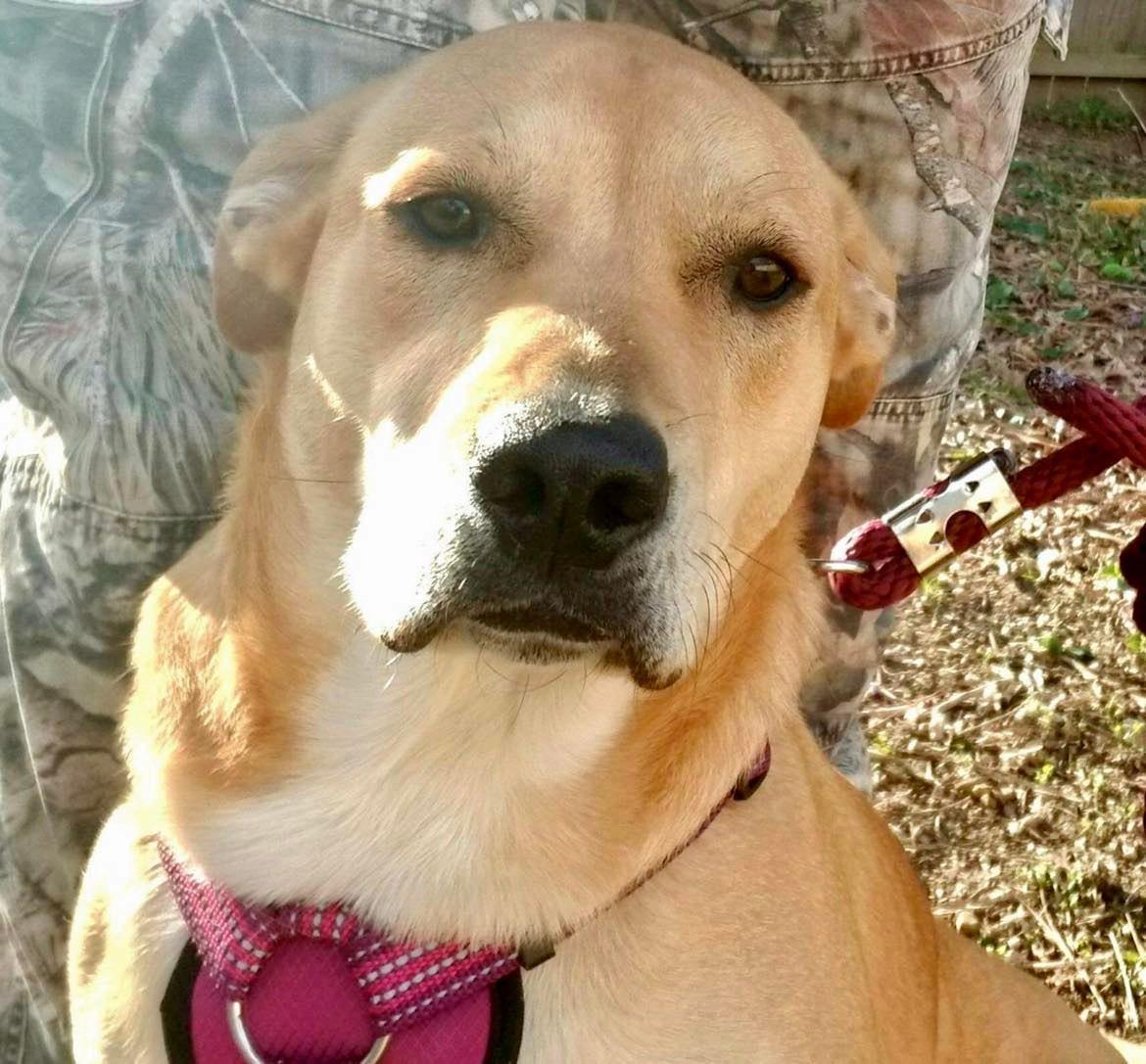 Rufus - CrisisDogsNC