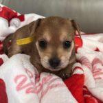 Available Dogs - CrisisDogsNC