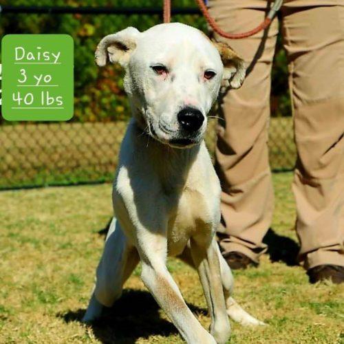 Available Dogs - CrisisDogsNC