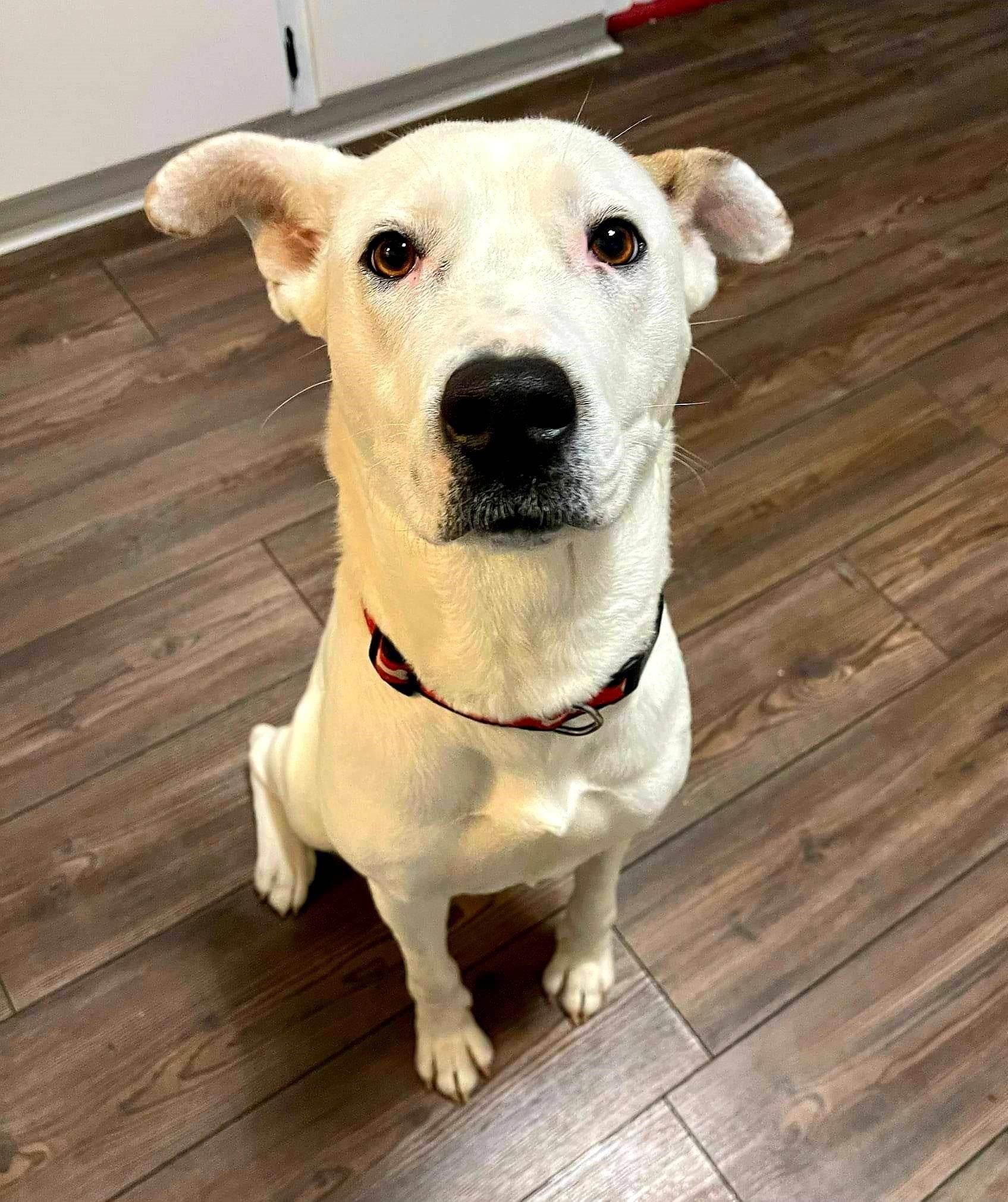 Daisy - CrisisDogsNC