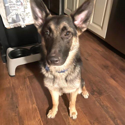 Available Dogs - CrisisDogsNC