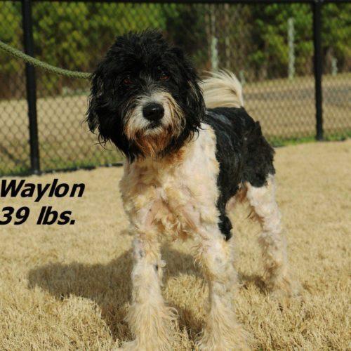 Waylon - CrisisDogsNC