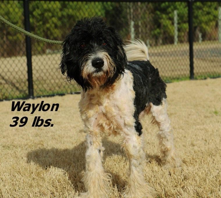 Waylon - CrisisDogsNC