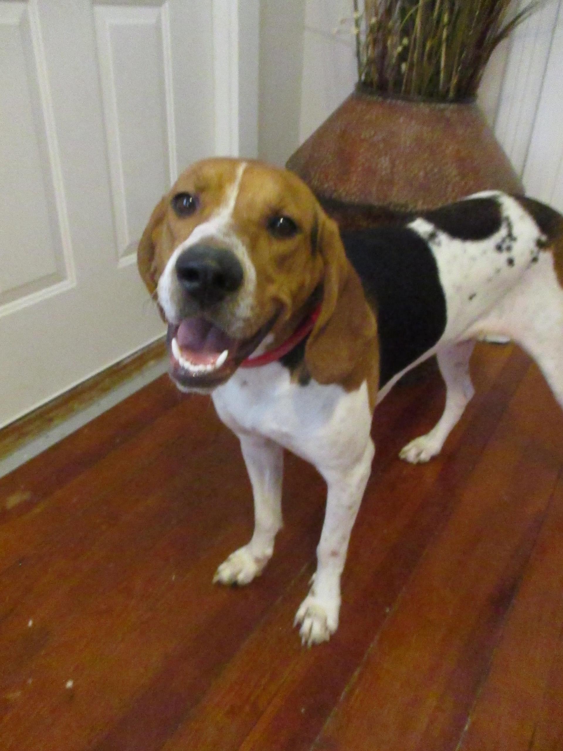 Lil Anne - CrisisDogsNC