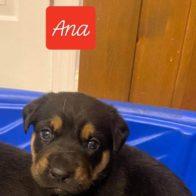 Available Dogs - CrisisDogsNC