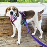 Available Dogs - CrisisDogsNC