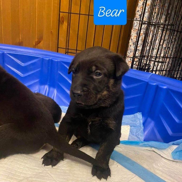 Available Dogs - CrisisDogsNC