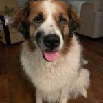 Available Dogs - CrisisDogsNC