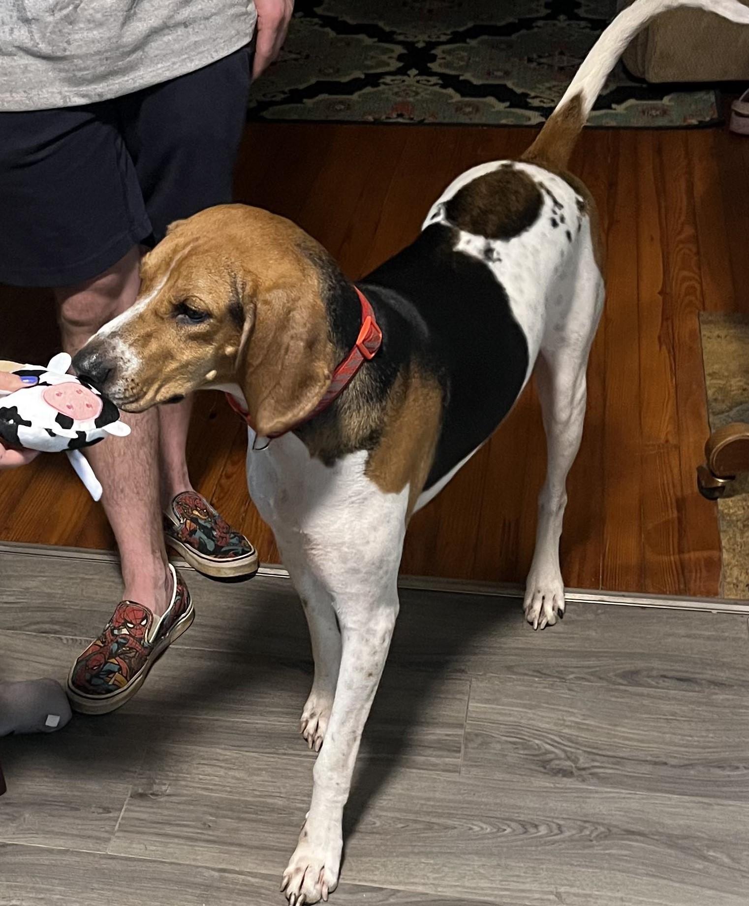 Lil Anne - CrisisDogsNC