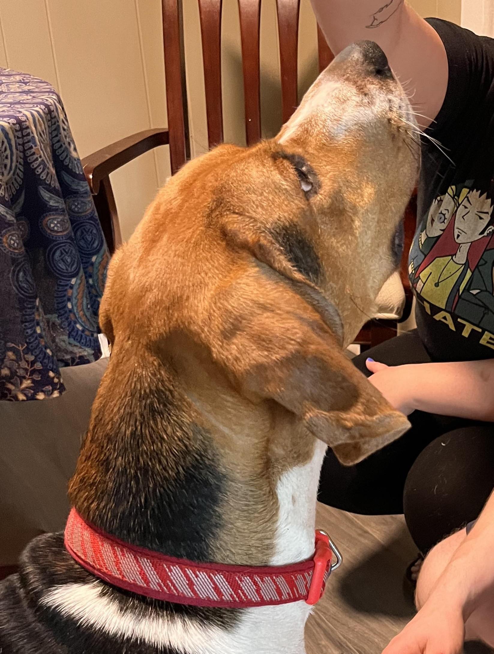 Lil Anne - CrisisDogsNC