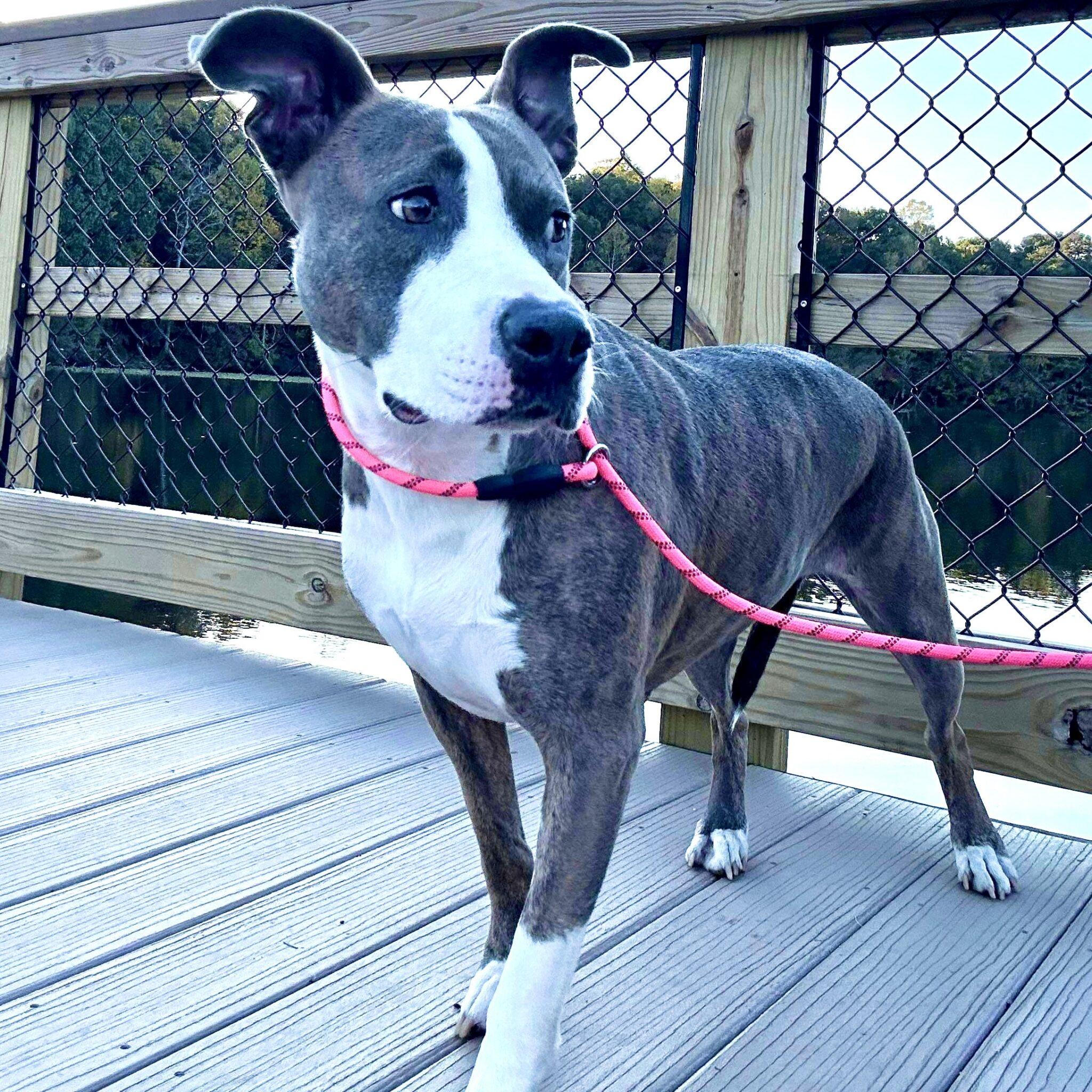 Amelia – CrisisDogsNC