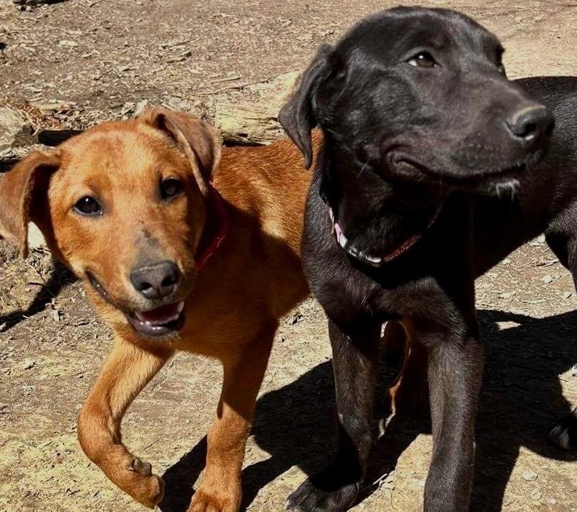 Onyx CrisisDogsNC Onyx CrisisDogsNC