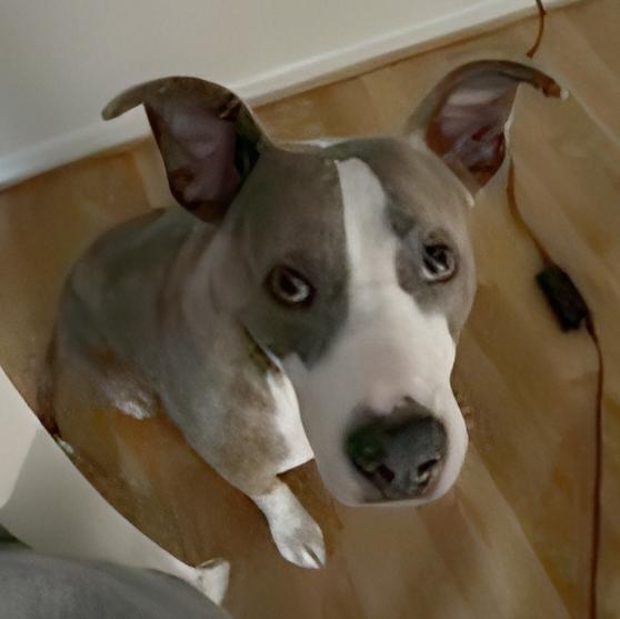 Available Dogs - CrisisDogsNC