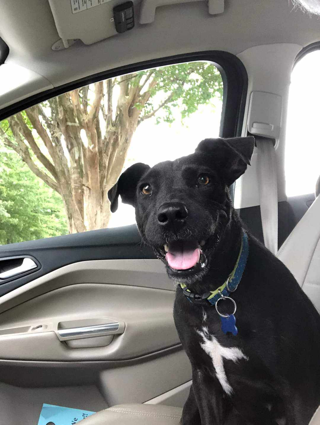 Pickles - CrisisDogsNC