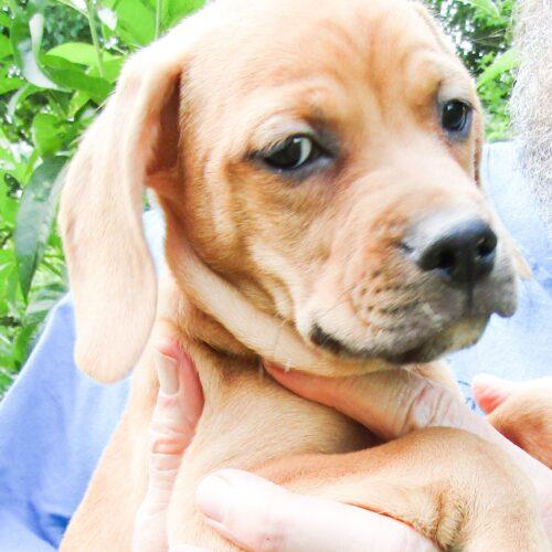 Available Dogs - CrisisDogsNC