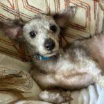 Available Dogs - CrisisDogsNC