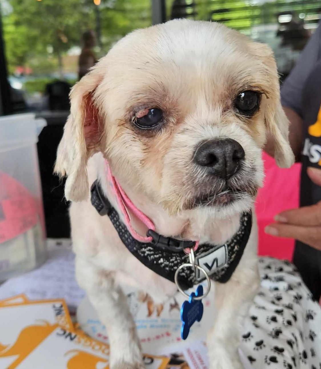 Chyna - CrisisDogsNC