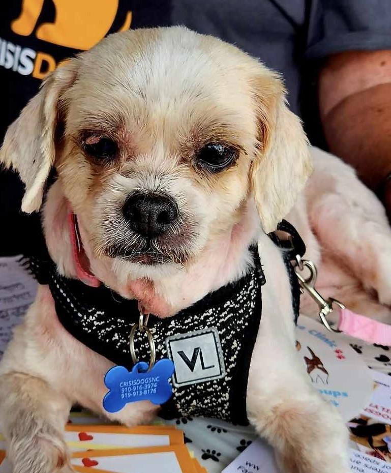 Chyna - CrisisDogsNC