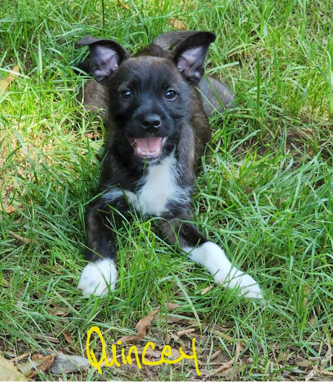 Quincey - CrisisDogsNC