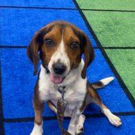 Available Dogs - CrisisDogsNC