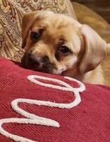 Available Dogs - CrisisDogsNC