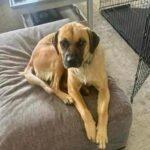 Available Dogs - CrisisDogsNC