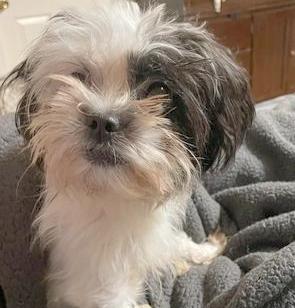 Shelly - CrisisDogsNC