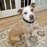 Available Dogs - CrisisDogsNC