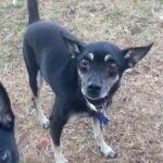 Available Dogs - CrisisDogsNC