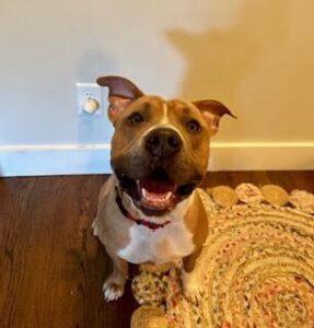 Romeo – CrisisDogsNC