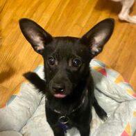 Available Dogs - CrisisDogsNC