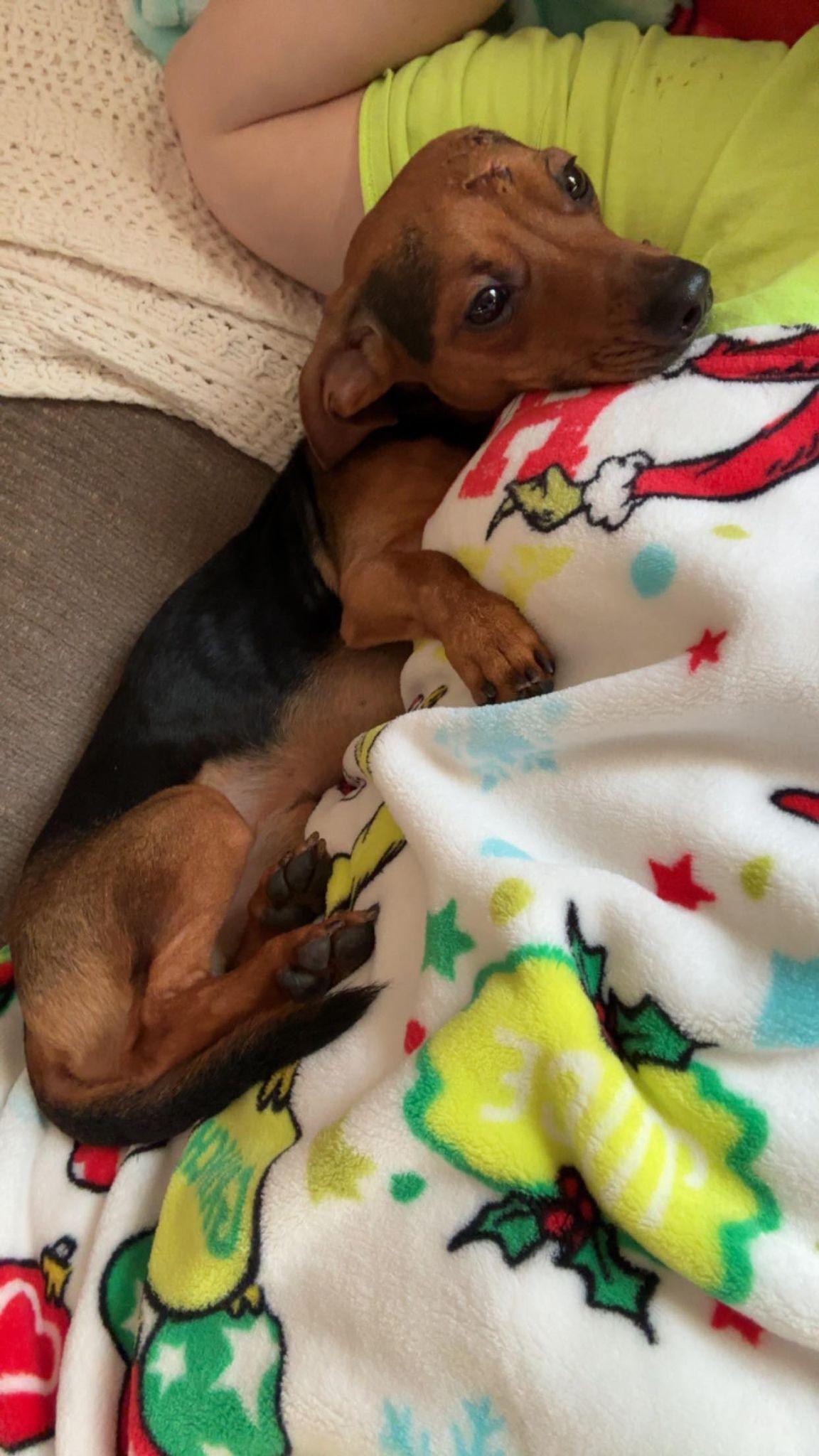 Bumper - CrisisDogsNC