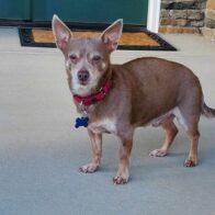 Available Dogs - CrisisDogsNC