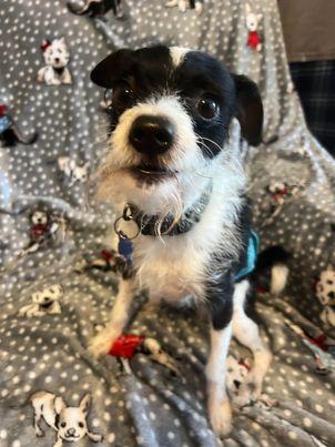 Scruffy - CrisisDogsNC