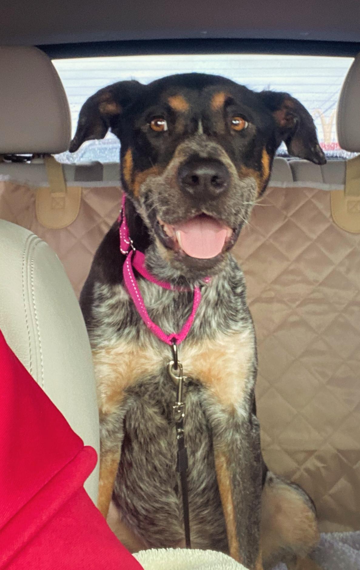 Alice - CrisisDogsNC