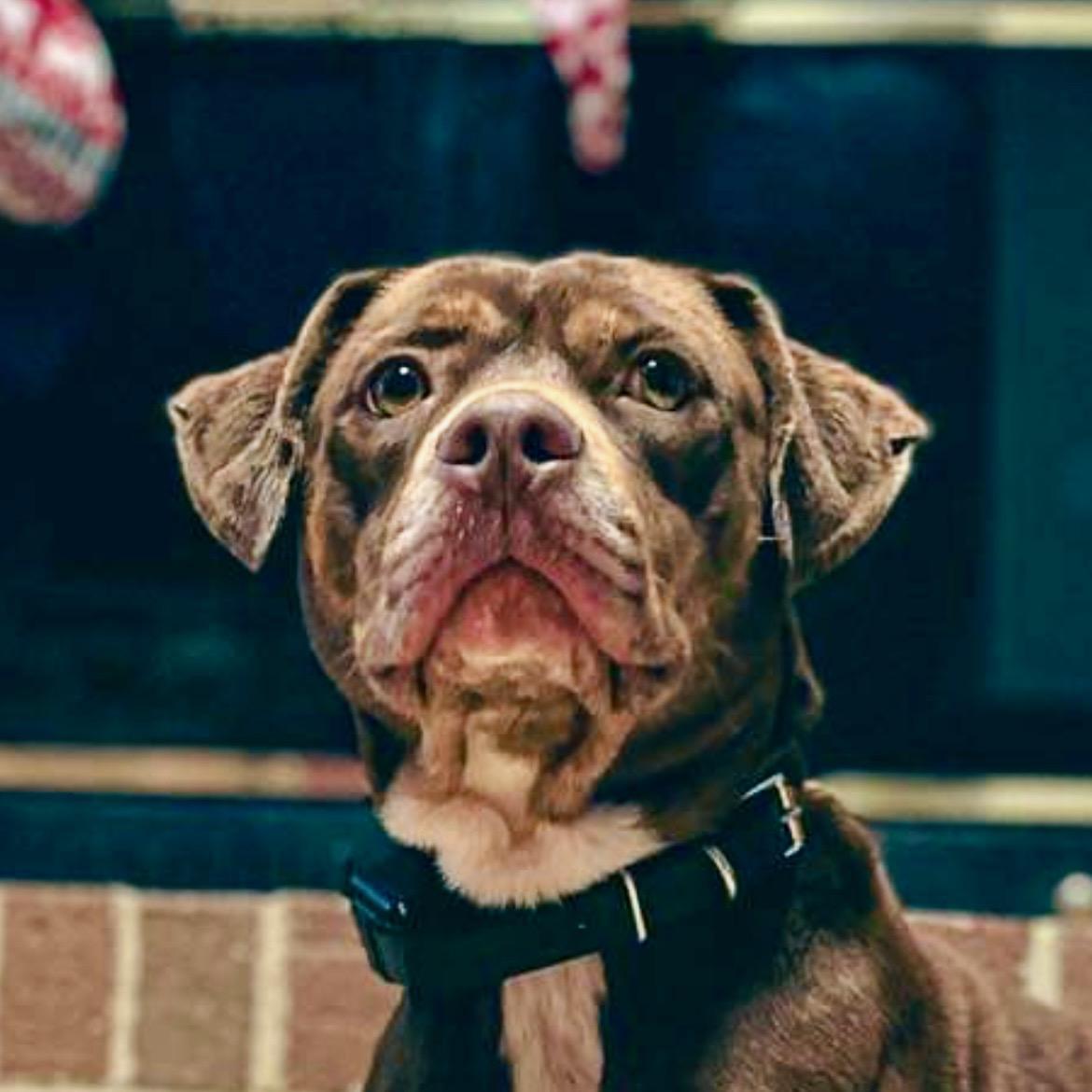 Bonnie - CrisisDogsNC