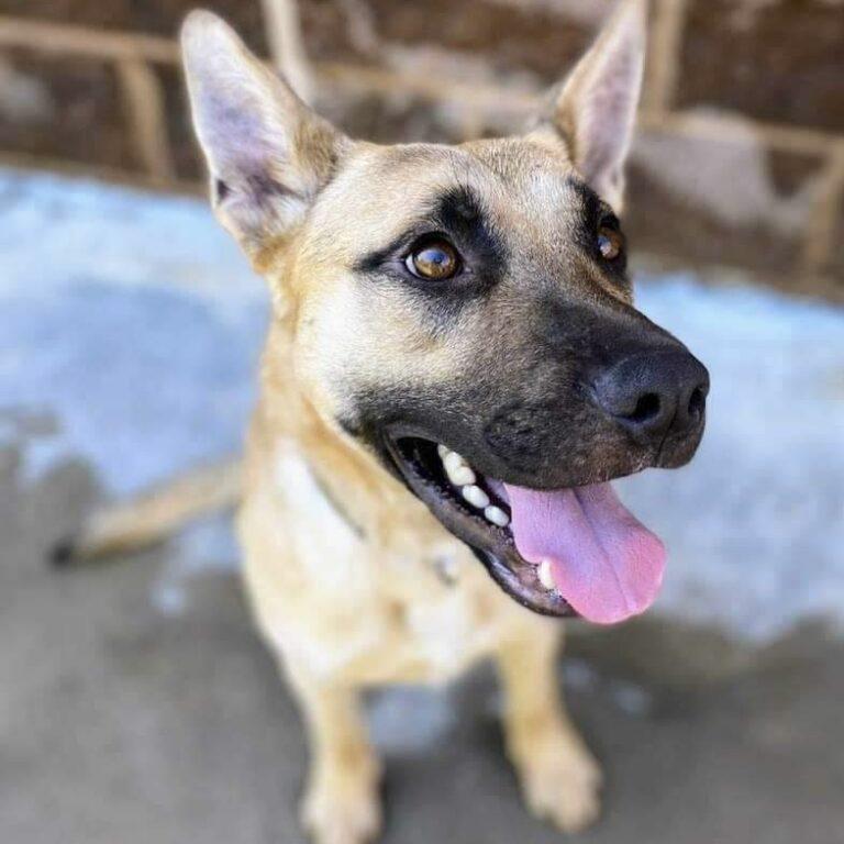 Available Dogs - CrisisDogsNC