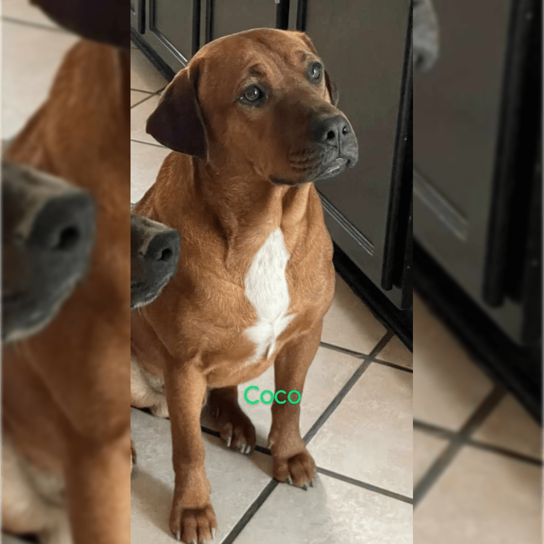 Coco and Chanel - CrisisDogsNC